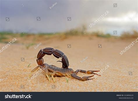 29111 사막 전갈 이미지 스톡 사진 및 벡터 Shutterstock
