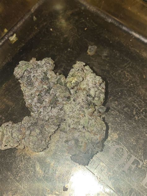 Strain Review Hellcat By Guss Real Exotics The Highest Critic