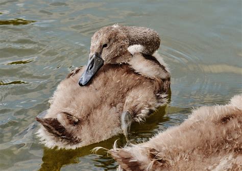 天鹅 幼兽 鸟 Pixabay上的免费照片 Pixabay