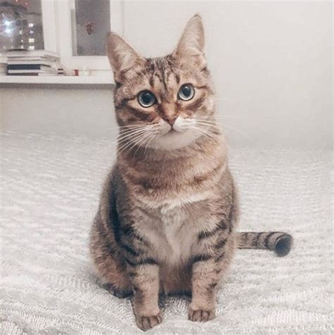 30 Best Science Cat Names