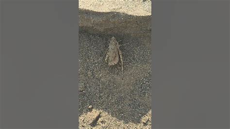 فديونادر تزاوج الجندبالجراد وهي عملية طويلة تتراوح مابين 3الى 14ساعة 😅 Youtube