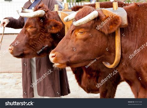 Pair Oxen Wooden Yoke Pulling Cart Foto Stock 91871948 Shutterstock