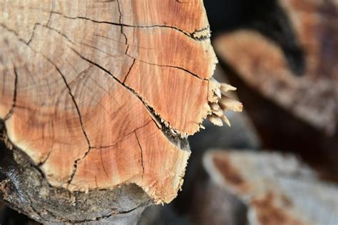 Premium Photo Close Up Of Log In Forest