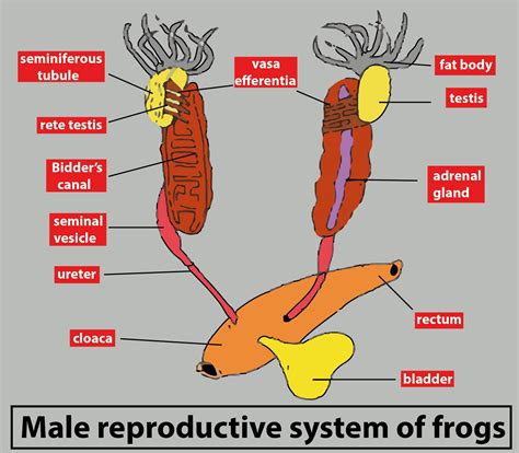 Frog Testis Diagram Morphology Of Testes In Adult Bombina Bombina A