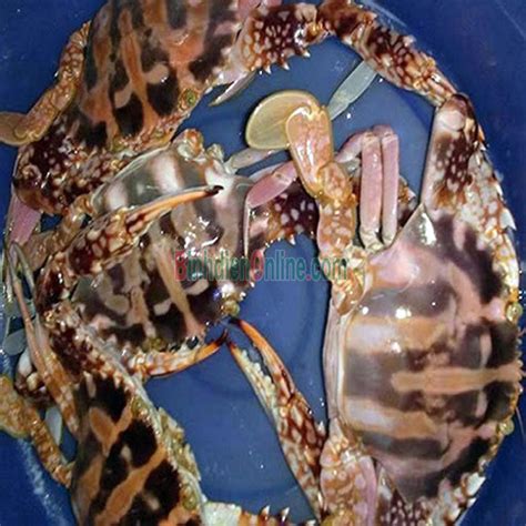 Ghẹ đỏ Tươi Sống Loại Trung