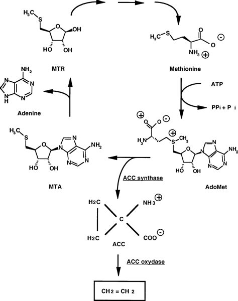 Ethylene Pathway At Edith Chapdelaine Blog