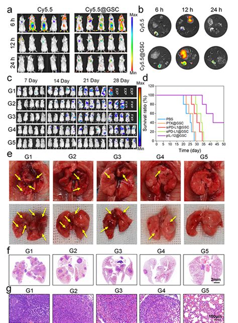 重大蔡开勇冯茜团队等 Am：具有无孔紧实结构和mmp 9响应性的明胶 丝素蛋白复合微米颗粒作为药物递送平台用于肺癌的吸入治疗中国聚合物网科教新闻