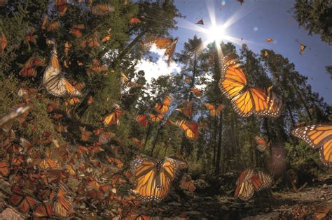 Features Mexicos Butterfly Warriors Archaeology Magazine