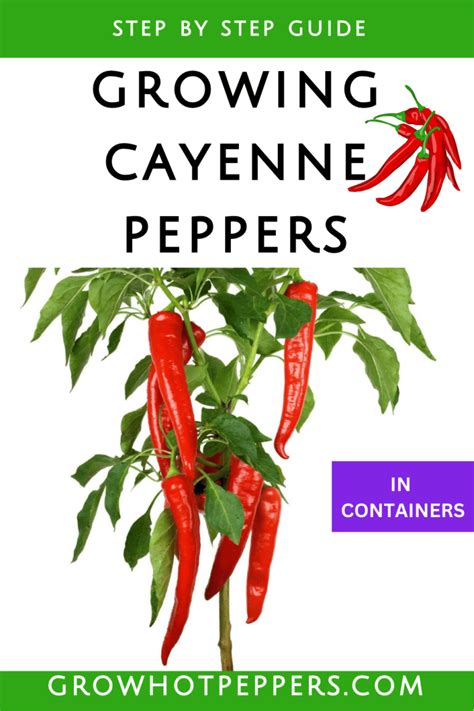 Cayenne Pepper Plant A 7 Step Visual Guide To Growing Cayennes In Pots