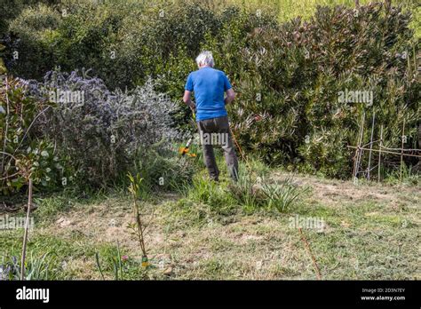Cutting Back Trees In Spring At John Mccloud Blog
