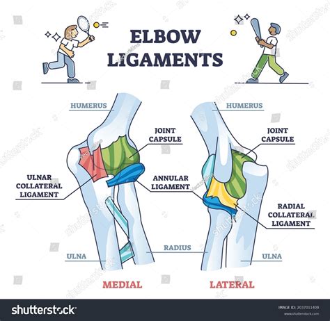 Annular Ligament