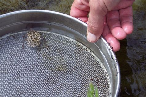 4 Toebiter Morro Bay National Estuary Program