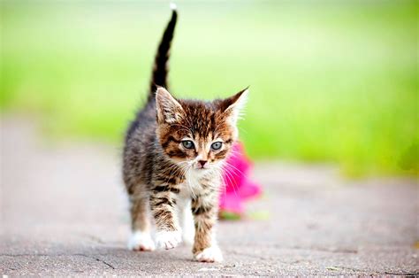 Katzen Bilder And Fotos Die Süßesten Katzenbilder Der Welt