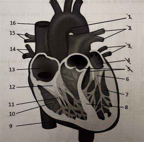Heart Labeled Diagram Quizlet