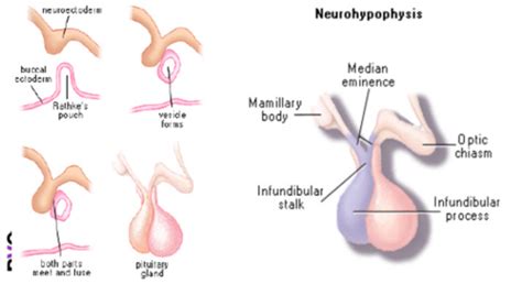 Anterior Pituitary Flashcards Quizlet