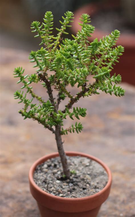 Crassula Ericoides Helmut Matk Kakteenkulturen