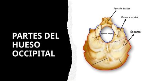 Hueso Occipital Anatomia Partes Y Puntos Especificos Principalespptx