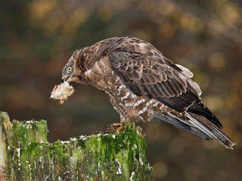 European Honey Buzzard Bird Facts Pernis Apivorus Bird Fact