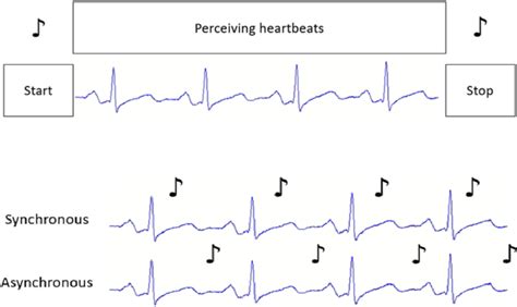 Schematic Presentation Of The Two Laboratory Heartbeat Perception Download Scientific Diagram