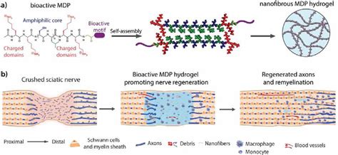 Figure 1 From Self Assembling Multidomain Peptide Hydrogels Accelerate Peripheral Nerve