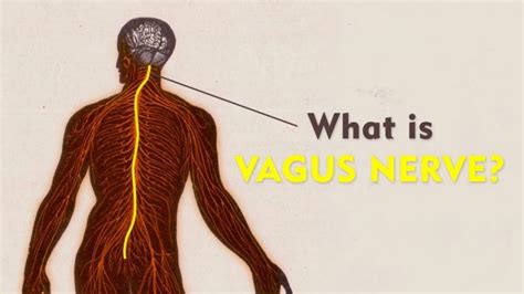 Exercises Benefits ये पांच व्यायाम करेंगे वेगस तंत्रिका को उत्तेजित