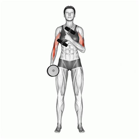 Crossbody Hammer Curl Strengthen Your Biceps And Forearms Fitness Volt