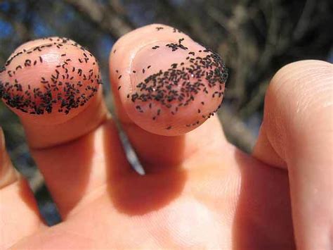 Teeny Black Bug Jumps Like Flea Backyard Chickens Learn How To
