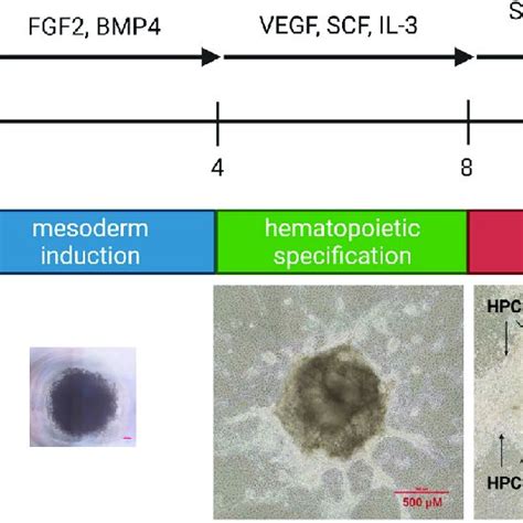 Scheme Of Eb Based Ipsc To Hpc Differentiation Protocol Download