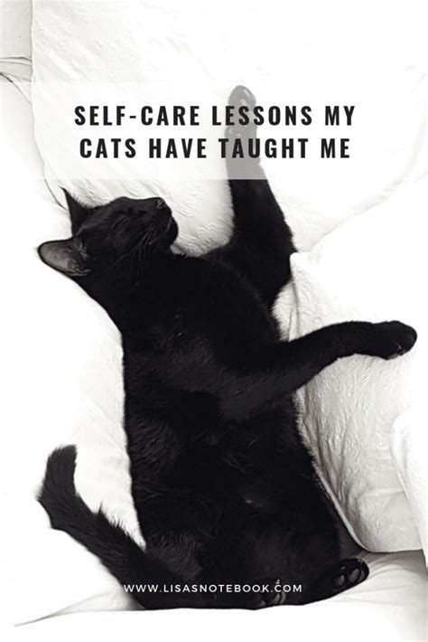 Self Care Lessons My Cats Have Taught Me Lisas Notebook