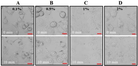 一种简单高效分离完整细胞核的方法