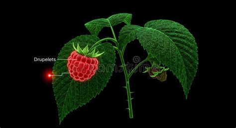 Detailed 3d Render Of A Raspberry Plant Highlighting Drupelets
