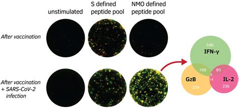 Assay Outsourcing Mabtech