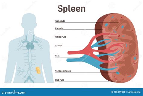Spleen Diagram Labeled