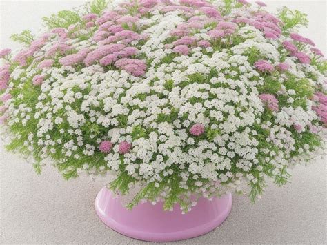 Candytuft Flower Meaning And Symbolic Floristempire