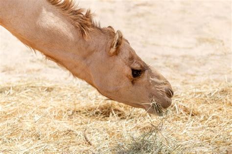 Premium Photo Middle Eastern Camel Eating Dried Grass Closeup