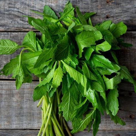 Epazote Plant Live Epazote Herb Plant For Planting In 4 Inch Pot Etsy
