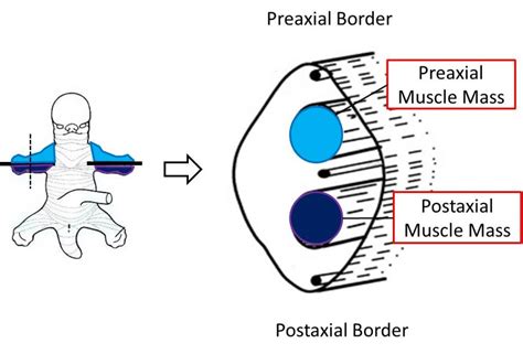 Lower Limb Strength Development At Roberta Shanklin Blog