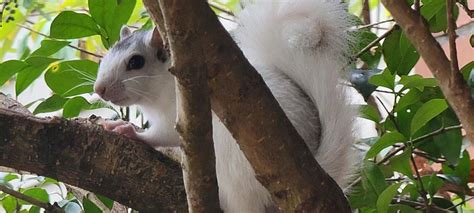 Whats The Difference Between Albino And Leucistic White Squirrels
