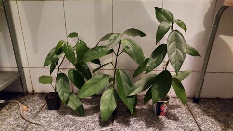 Cyclea Barbata Cincau Hijau Green Chin Chow Grass Jelly Furniture And Home Living