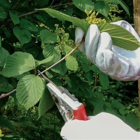 Basic Pruning Terms And Tools Fine Gardening