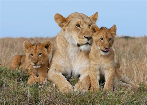 Majestic Lioness And Playful Cubs Hd Wallpaper 2155x1539 Wallpaper
