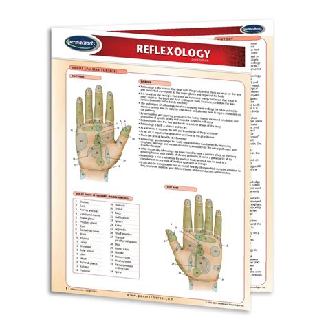Reflexology Guide And Maps Digital Edition Acuzone
