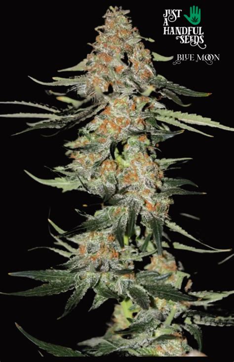 Just A Handful Of Seeds Blue Moon 6 Feminized Photoperiod Cannabis