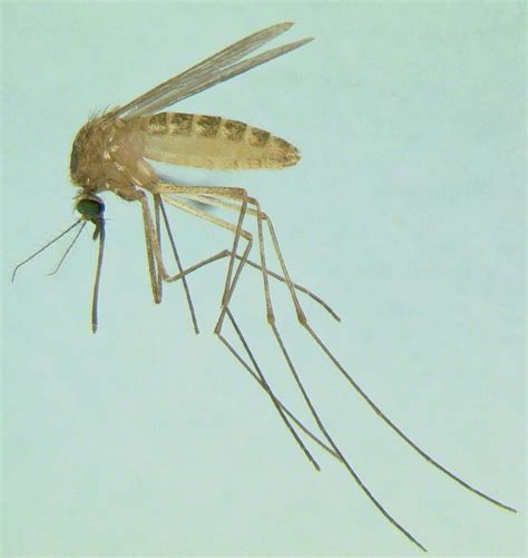 Culex Pipiens Alchetron The Free Social Encyclopedia