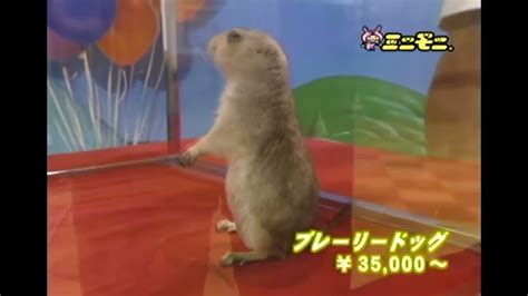 Funny Dramatic Chipmunk