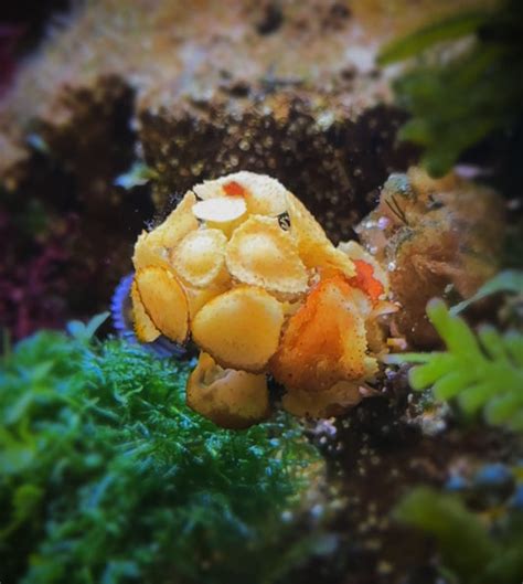 Phaeophyta Brown Algae Mosaicmacros