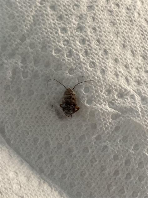 Beetle Or Roach Rbugidentification