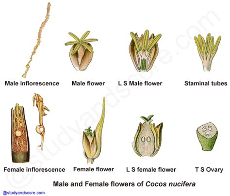 Arecaceae Palmae General Characters Distribution Important Plants
