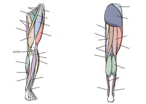 Bio 209 Lab Test 2 Leg Muscles Anterior Posterior View Diagram