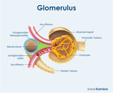 Gfr Glomeruläre Filtrationsrate Definition Und Wert